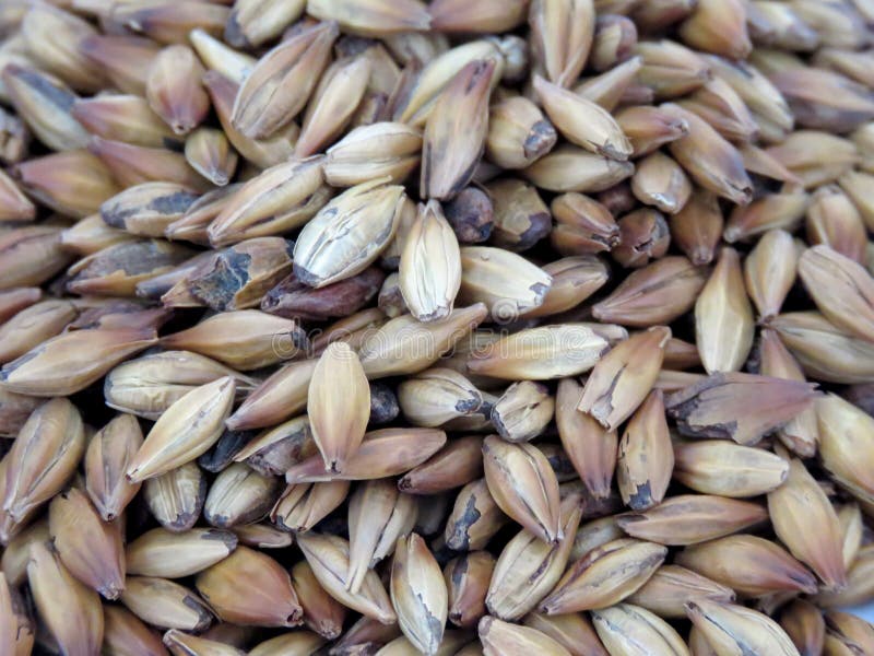 Craft Beer malt stock image. Image of beer, homebrew - 129737339