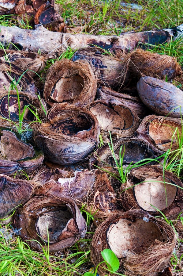 Craft Coconut Shells Thrown on the Ground for Fertilizing the Soil ...