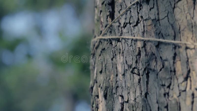 Rope Wound on a Tree Branch Stock Footage - Video of tree, garden ...