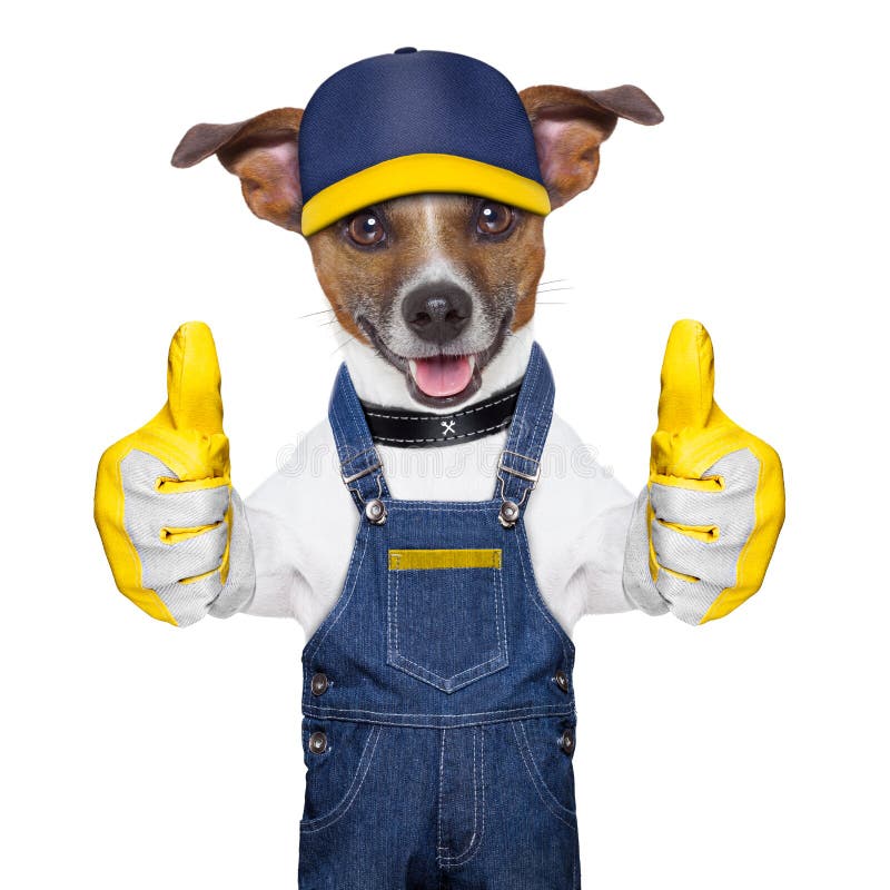 Handyman dog stock photo. Image of joke, craftsman, craft - 27754560