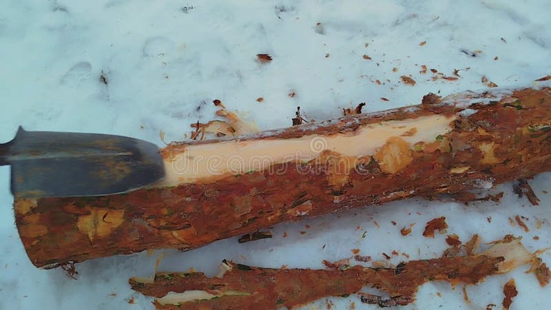 A Craftsman Prepares a Log for Construction, Peels the Bark Off. a ...