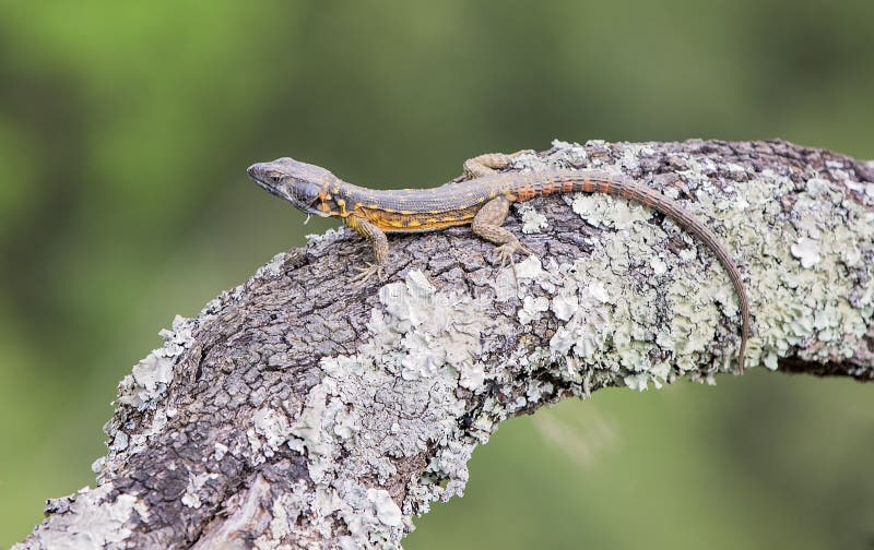Crag lizard stock photo. Image of enjoying, nature, crag - 64658004
