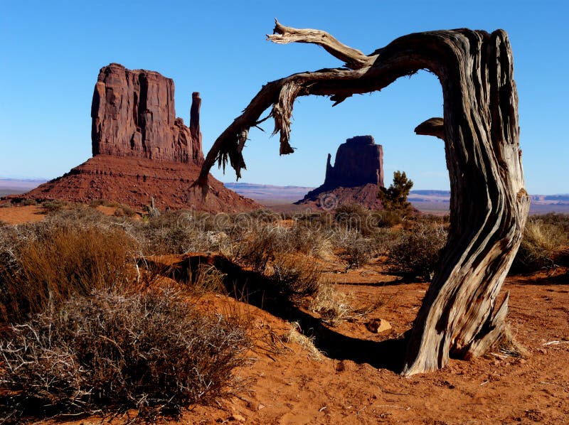 Craggy Tree stock photo. Image of rock, pine, valley - 22995532