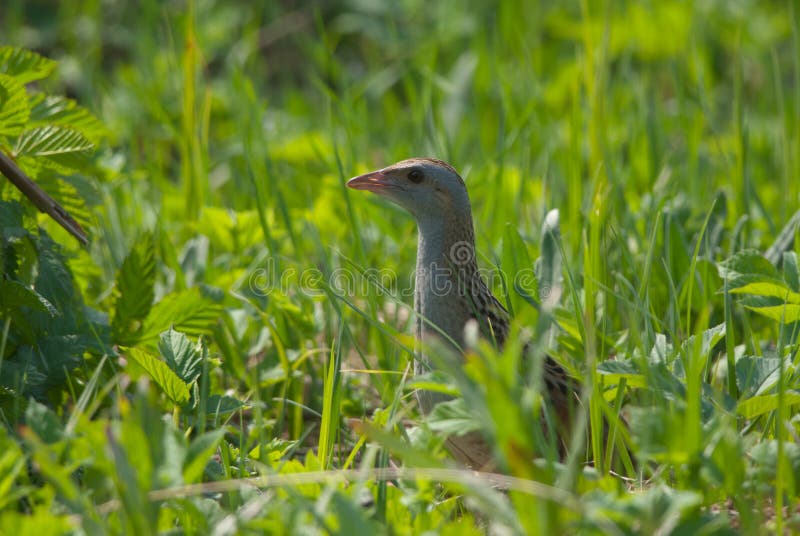 Crake in grass stock image. Image of secretive, gazing - 49428541