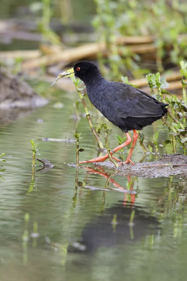 Crake Noir Avec Des Poissons Image stock - Image du oeil, attraper ...