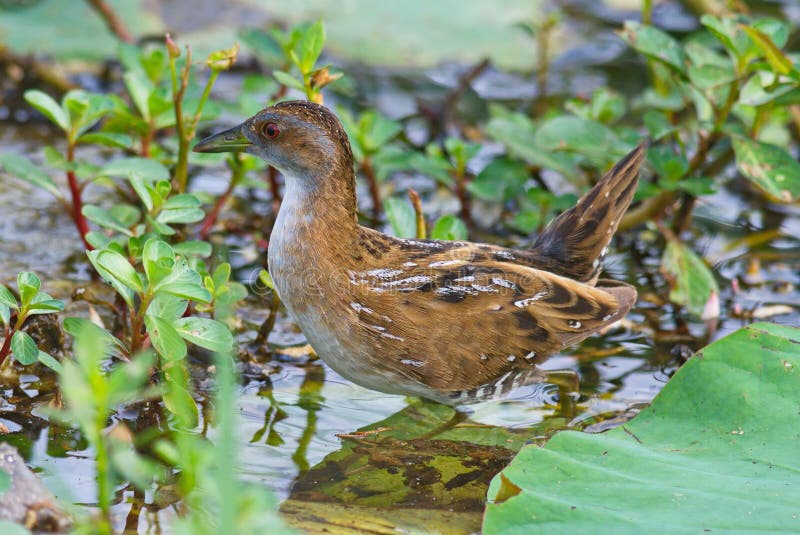 Crake and rail water birds stock image. Image of white - 233652751