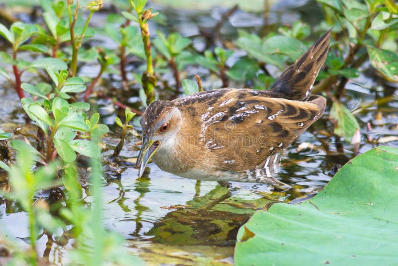 Crake and rail water birds stock photo. Image of browed - 233652754