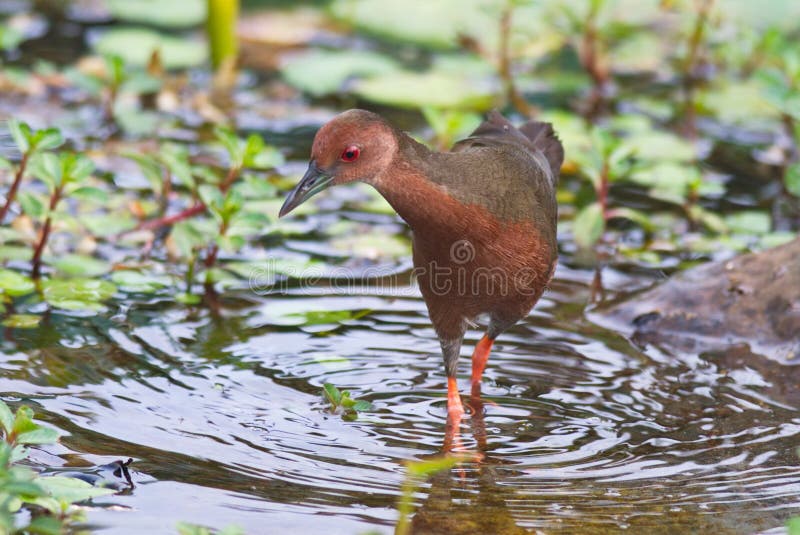 Crake and rail water birds stock image. Image of striped - 233652763