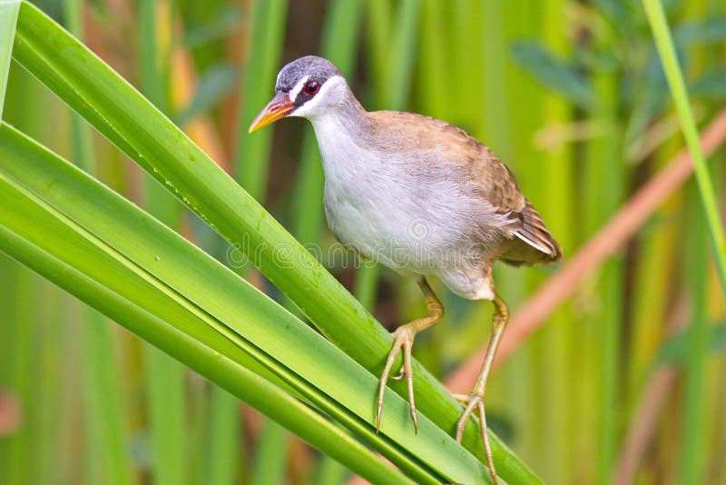 Crake and rail water birds stock image. Image of forest - 233652799