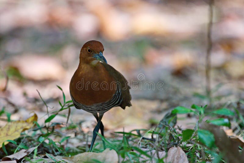 Crake and rail water birds stock photo. Image of feather - 233652884