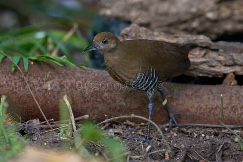 Crake and rail water birds stock photo. Image of striped - 233652888