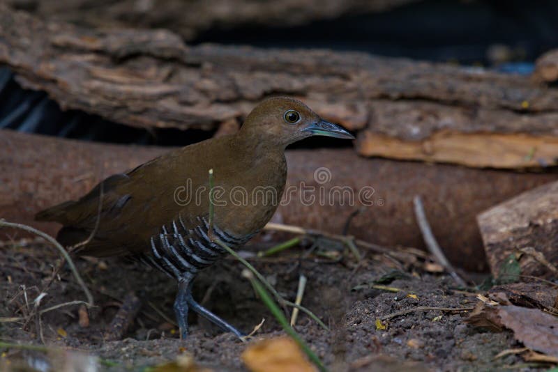 Crake and rail water birds stock image. Image of wildlife - 233652895