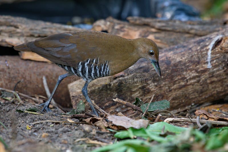 Crake and rail water birds stock photo. Image of eyebrow - 233652902