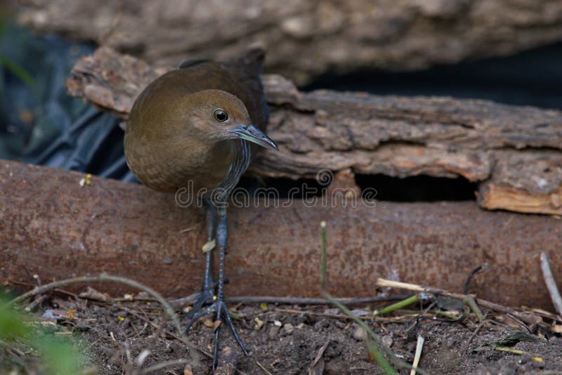 Crake and rail water birds stock image. Image of wildlife - 233652917