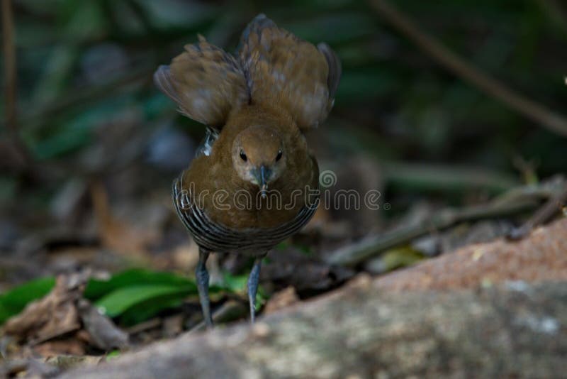 Crake and rail water birds stock photo. Image of thailand - 233652922
