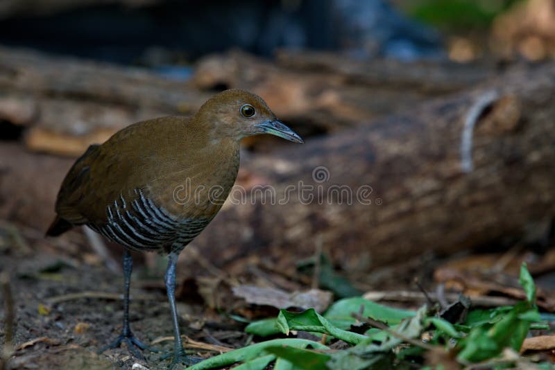 Crake and rail water birds stock image. Image of wildlife - 233652925