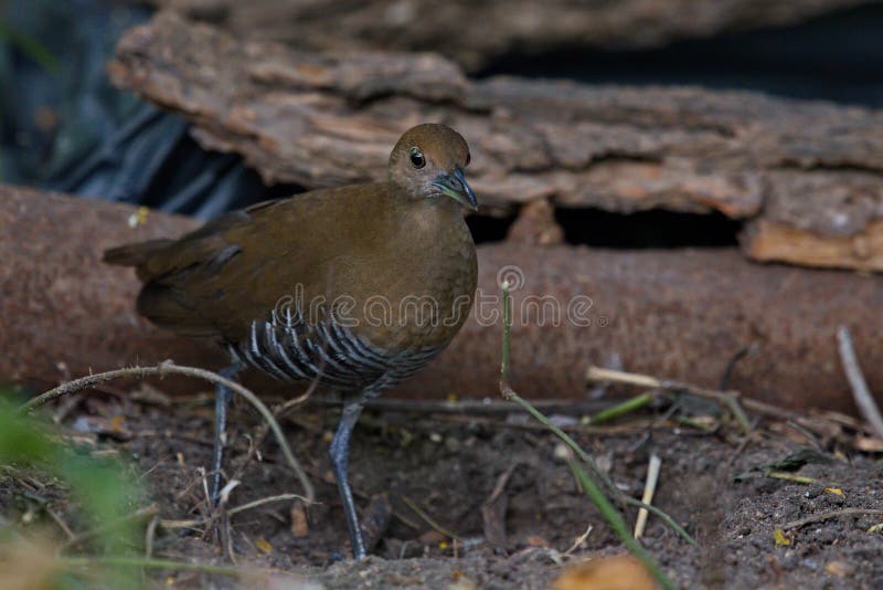 Crake and rail water birds stock photo. Image of thailand - 233652926