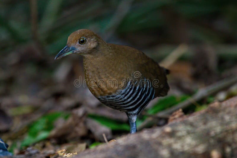 Crake and rail water birds stock photo. Image of striped - 233652936