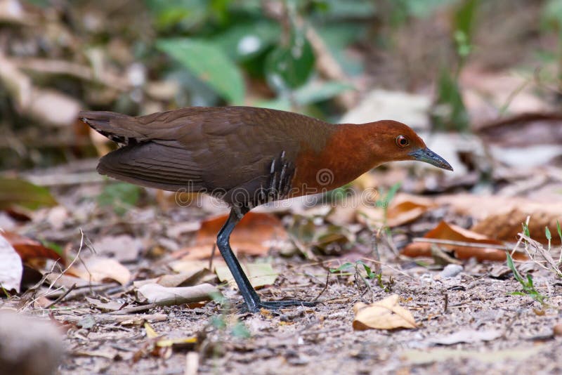 Crake and rail water birds stock image. Image of ornithology - 233652943