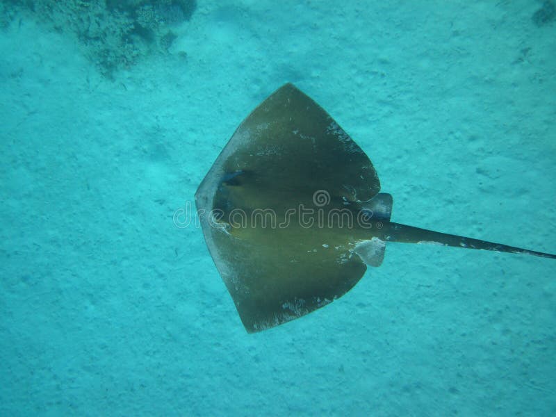 Cramp-fish; stock photo. Image of environment, blue, asia - 37902414