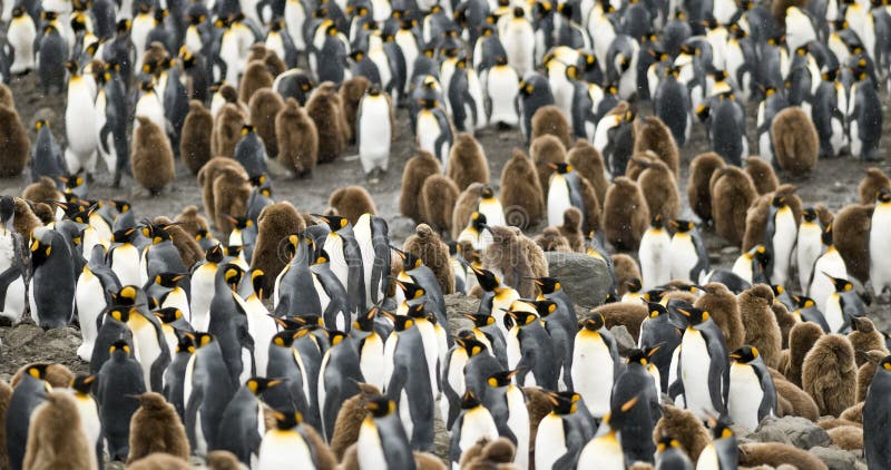 Cramped and Crowded stock image. Image of nature, life - 12175273