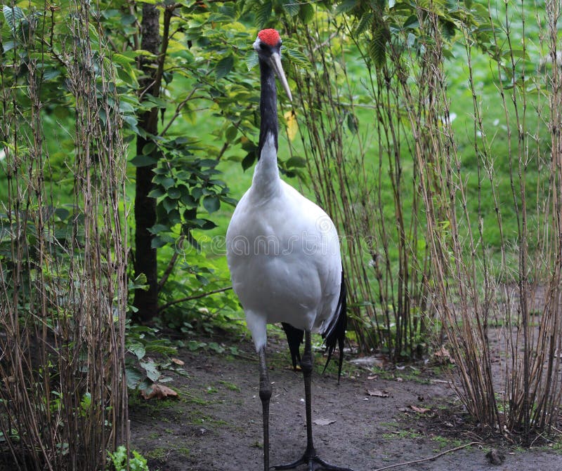 Gru Rosso-incoronata Nel Santuario Di Uccello, Kushiro, Giappone ...