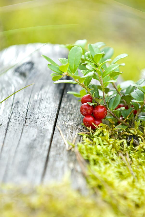 Cranberries stock image. Image of forest, background - 10899799