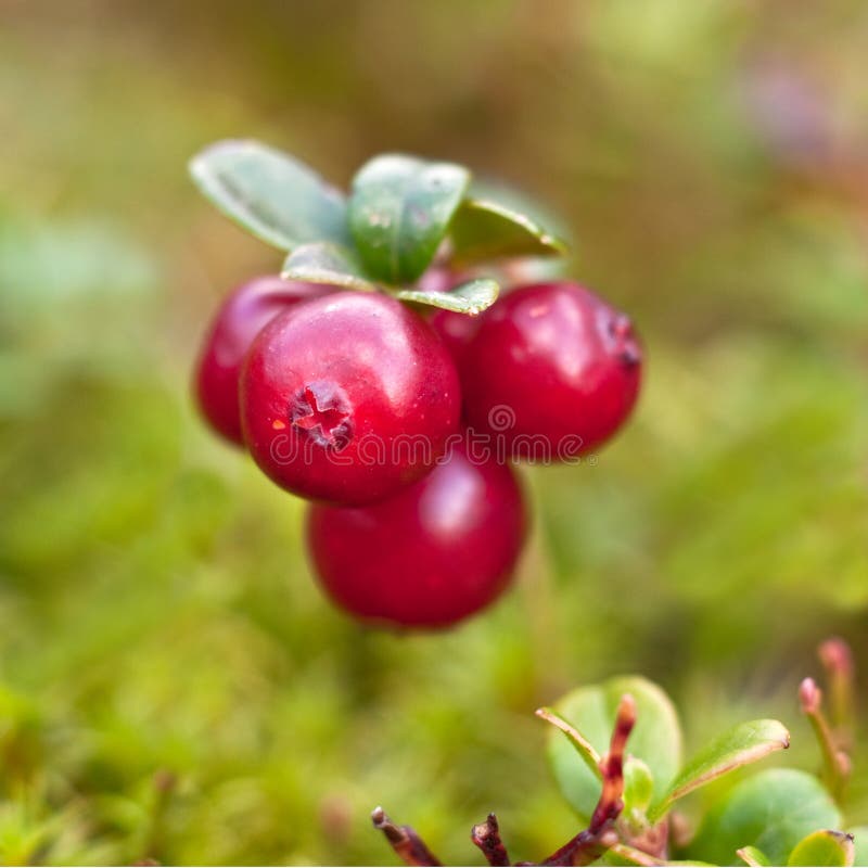 Cowberry stock image. Image of fresh, branch, health - 53093901