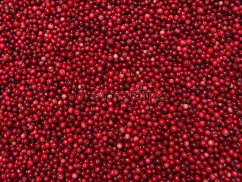 Cranberries stock photo. Image of cranberry, texture, fruit - 5887804