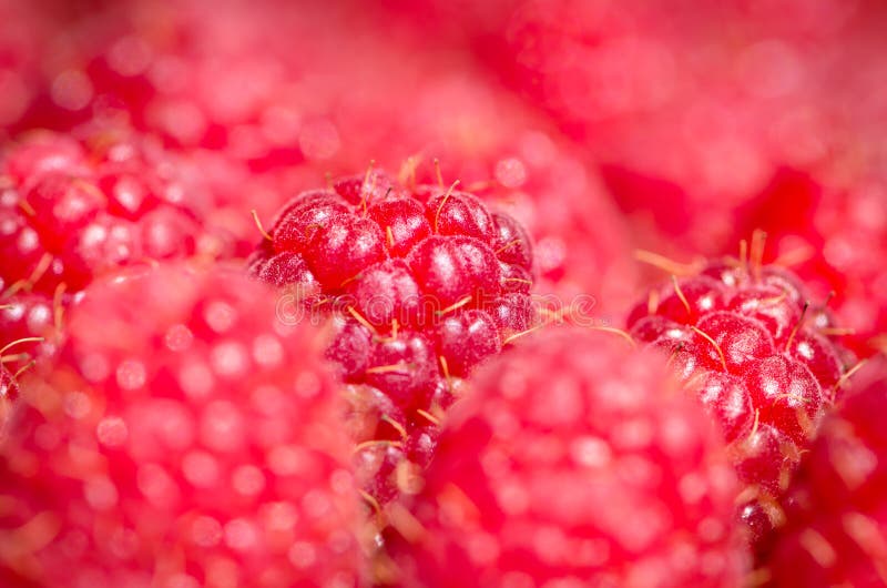 Cranberries background stock image. Image of detail - 230445867