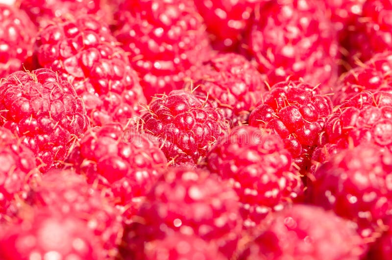 Cranberries background stock image. Image of romance - 230445919