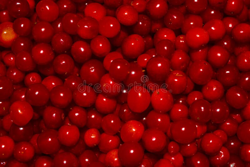 Cranberries stock image. Image of thanksgiving, jelly - 38901579