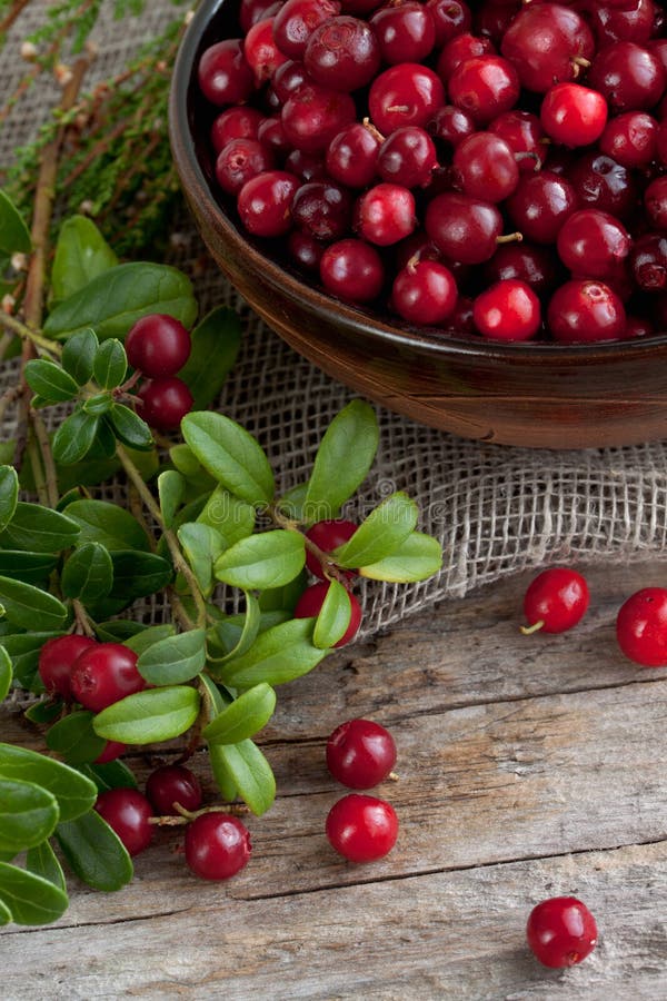 Cranberries in a bowl stock photo. Image of cranberries - 45777098