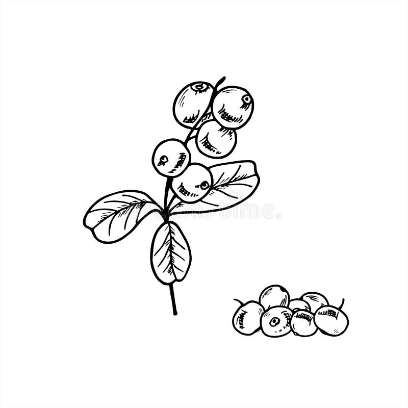 Cranberries on Branches with Leaves and Single Berries Vector Isolated ...