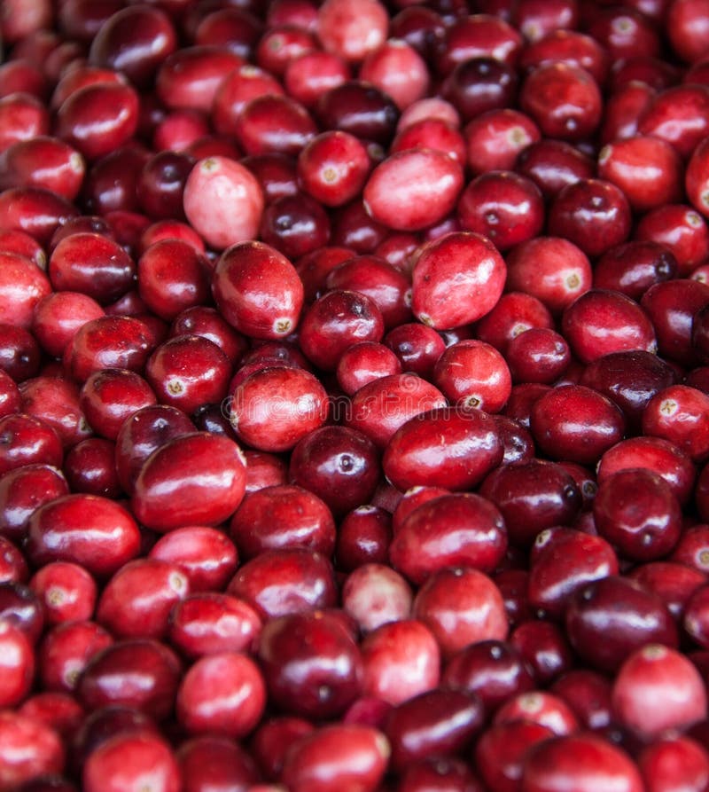 Cranberries stock image. Image of organic, heap, cranberries - 34557721