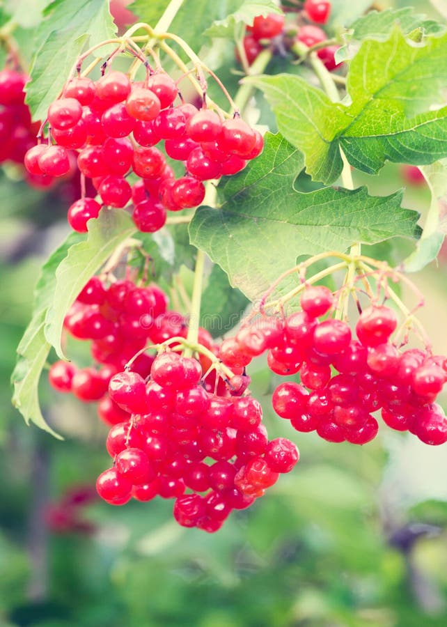 Cranberry Tree Stock Photos - Download 6,664 Royalty Free Photos