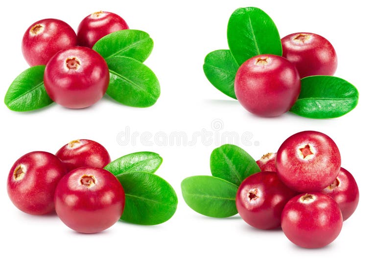 Cranberries Collection Isolated Stock Photo - Image of cranberry ...