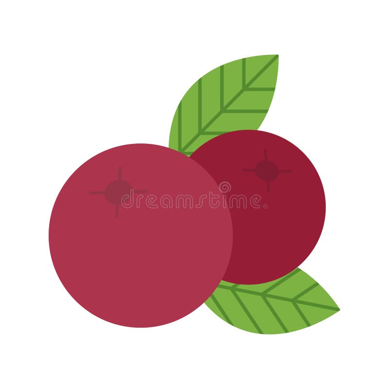 Cranberries stock vector. Illustration of holiday, cranberries - 90345563