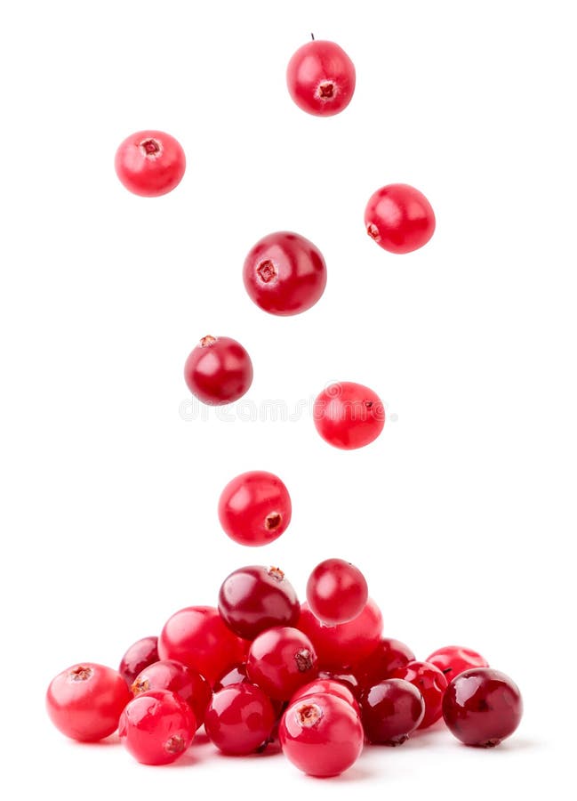 Cranberries in the fall stock image. Image of season - 16305537