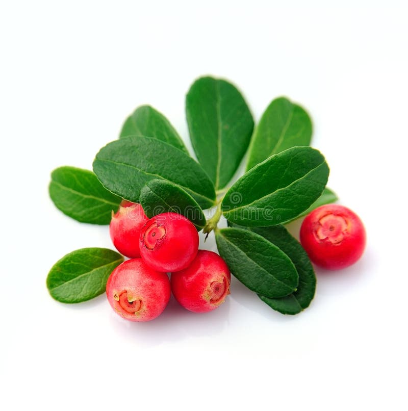 Cranberries with Leaves on White Background Stock Photo - Image of ...