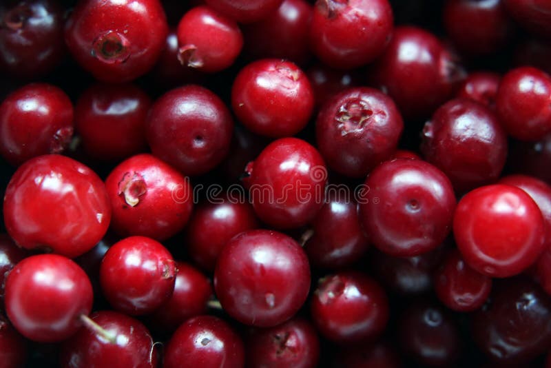 Cranberries are a Lot of Bright Red As the Background Stock Photo ...