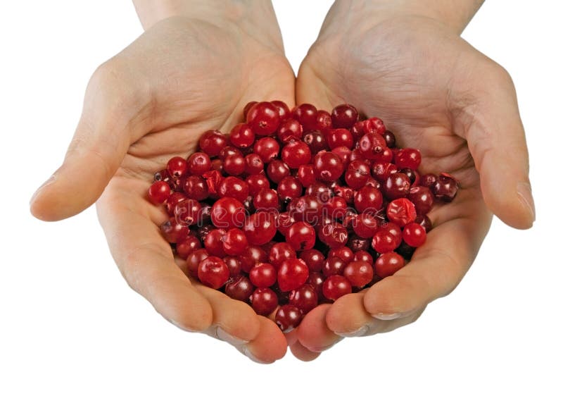 Fresh Picked Alaska Cranberries Stock Image - Image of plump, bowl ...