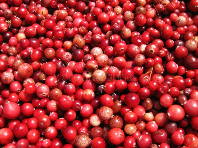 Cranberries pattern stock photo. Image of diet, ripe - 44535276