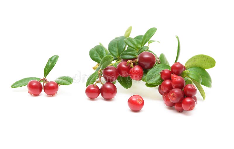 Cranberries stock photo. Image of cranberries, close, organic - 6314252