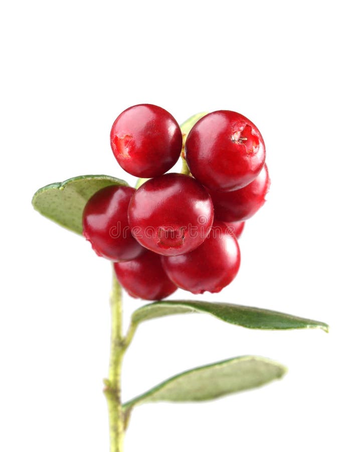 Cranberry stock photo. Image of calorie, cranberry, ecosystem - 11937608
