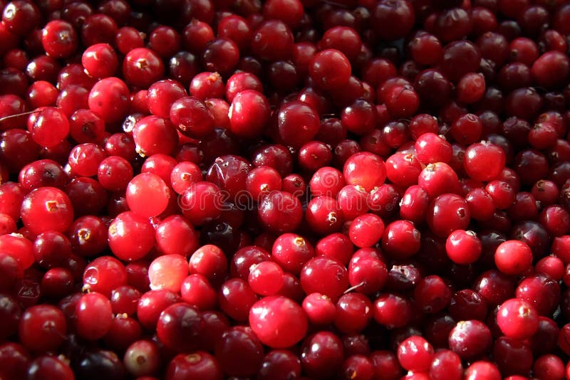 Cranberries in Flooded Cranberry Bog in New Jersey Stock Image - Image ...