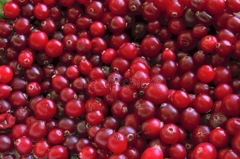 114 Deep Cranberry Color Stock Photos - Free & Royalty-Free Stock ...