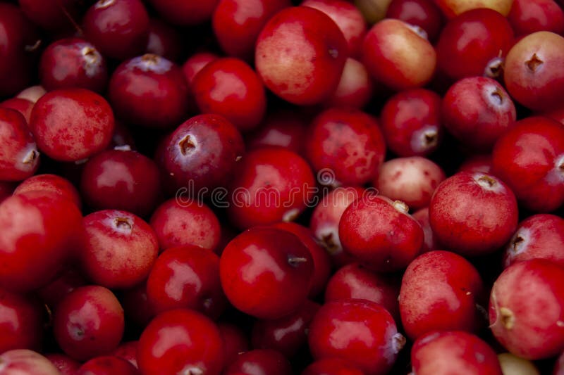 Cranberry Background, Berry Texture. Red Berry. Sour Berry Stock Image ...