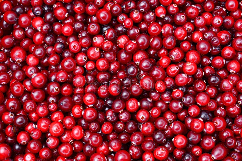 Cranberry. Cranberry Background. Cranberries in Water Stock Photo ...