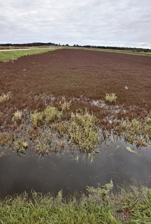 Cranberry Bog stock image. Image of autumn, circle, forest - 17491747